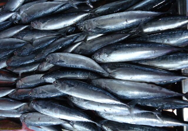 WATCH: Thousands of live "Tulingan" fish show up on Sawang, Romblon ...